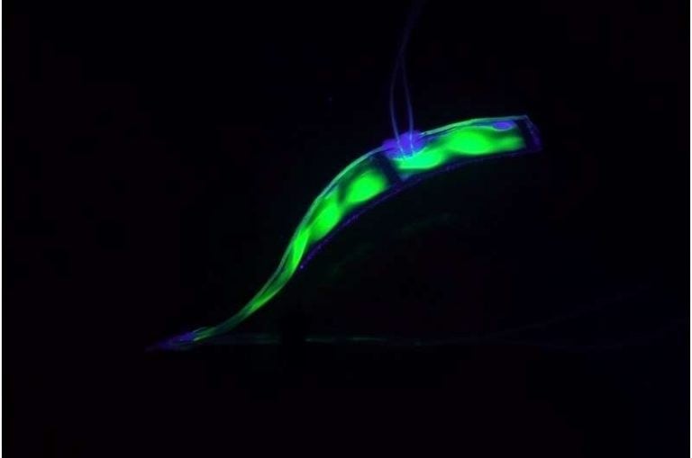 New Eel Like Soft Robot - TechStory