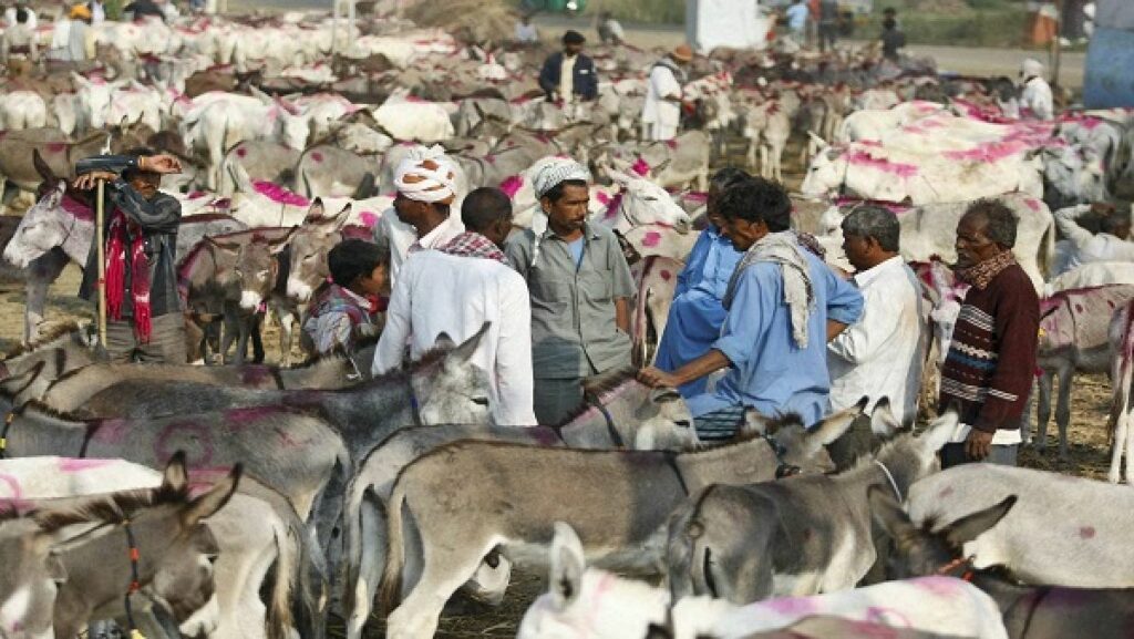 First Donkey Farm Opens in Karnataka - TechStory