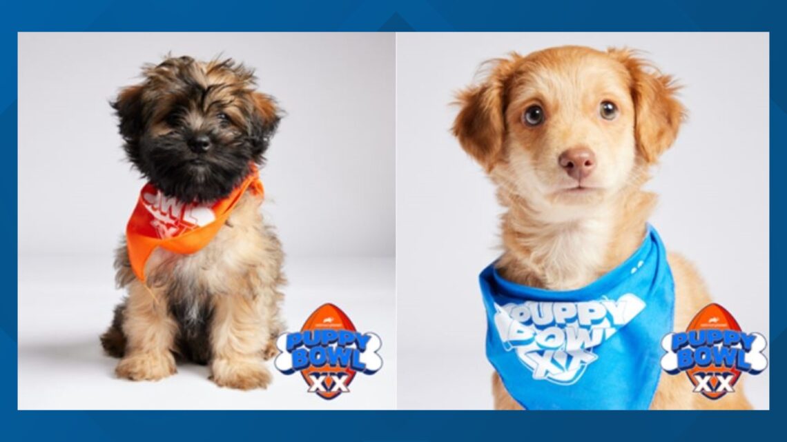 How to Adopt a Puppy from the Puppy Bowl - TechStory
